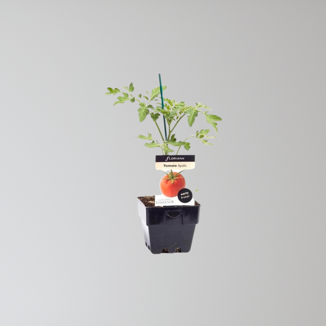 Apollo Tomato Seedling – doncaster-florist