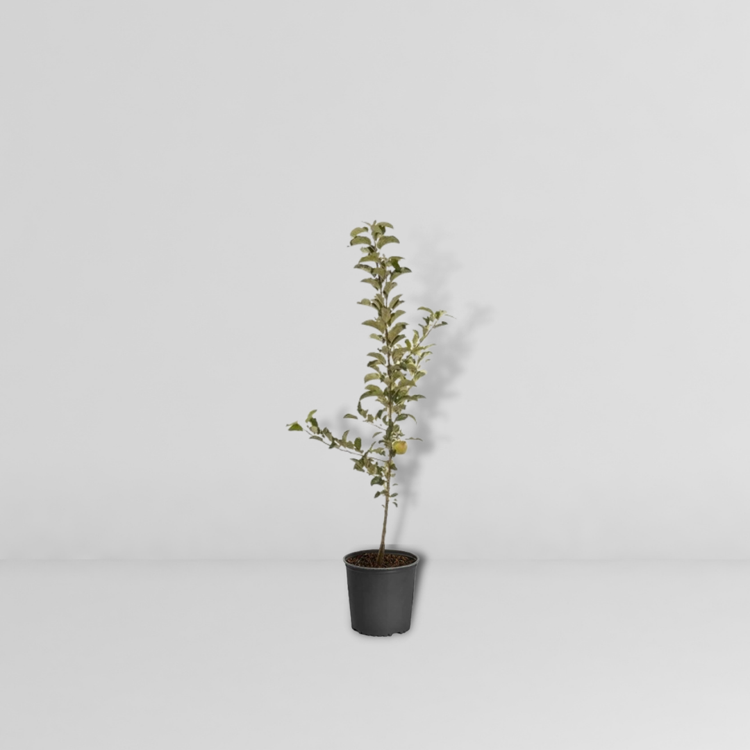 Apple Granny Smith – doncaster-florist