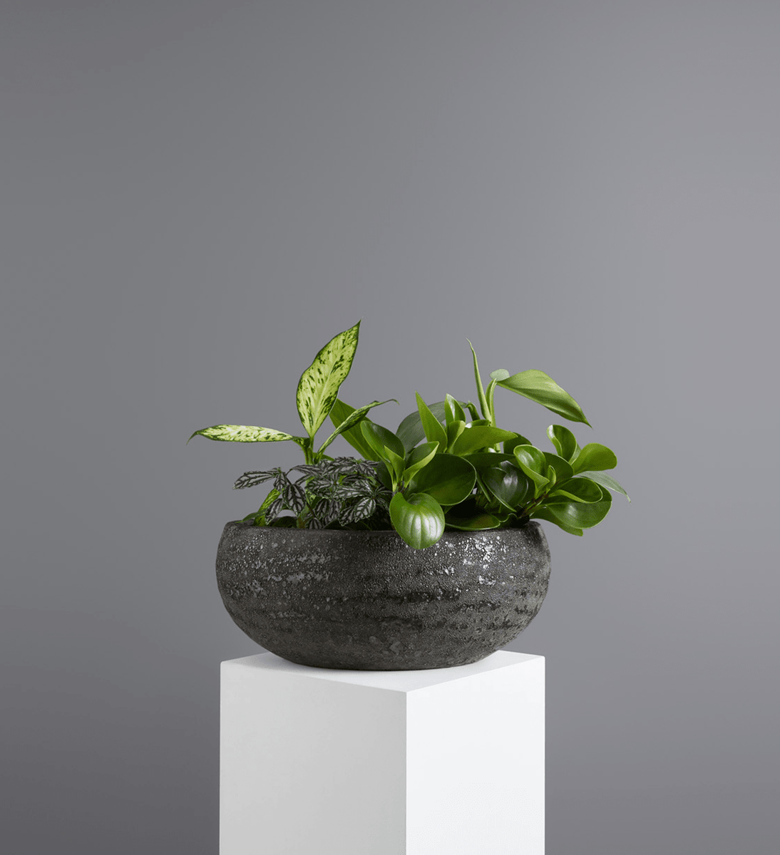 Mixed Indoor Plants – doncaster-florist