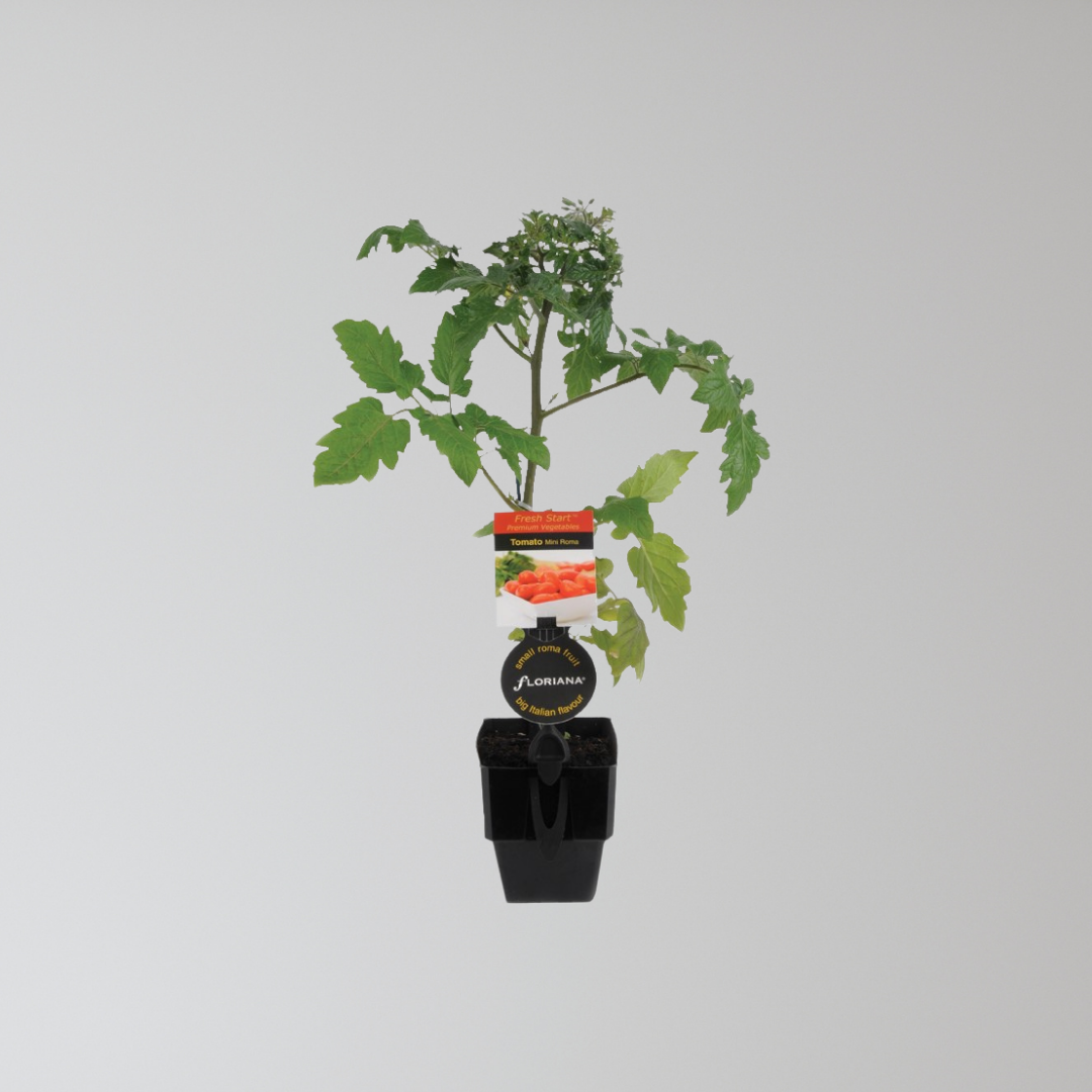 Cherry Roma Tomato Seedling – doncaster-florist