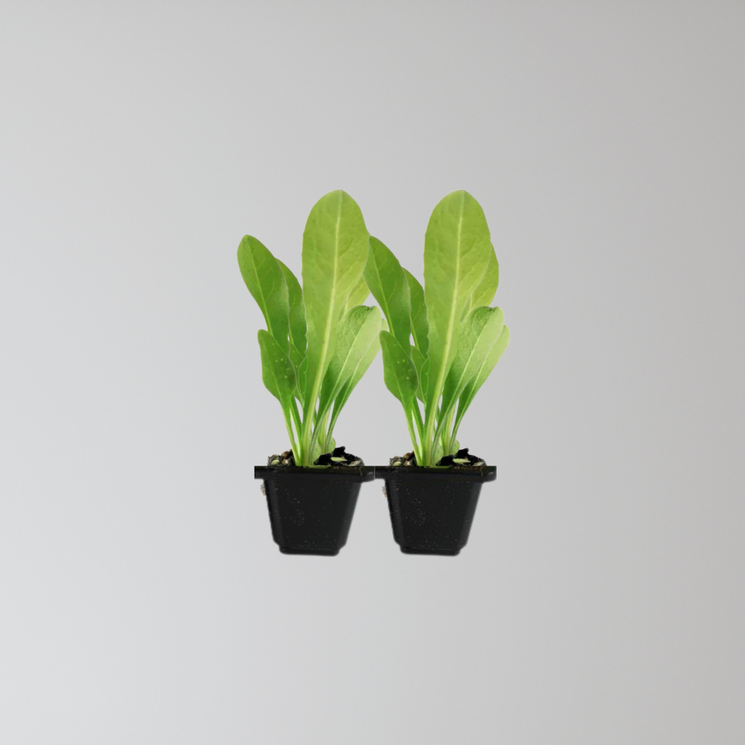 Chicory Seedling – doncaster-florist