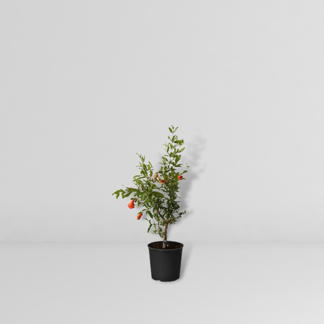 Dwarf Pomegranate Tree – doncaster-florist