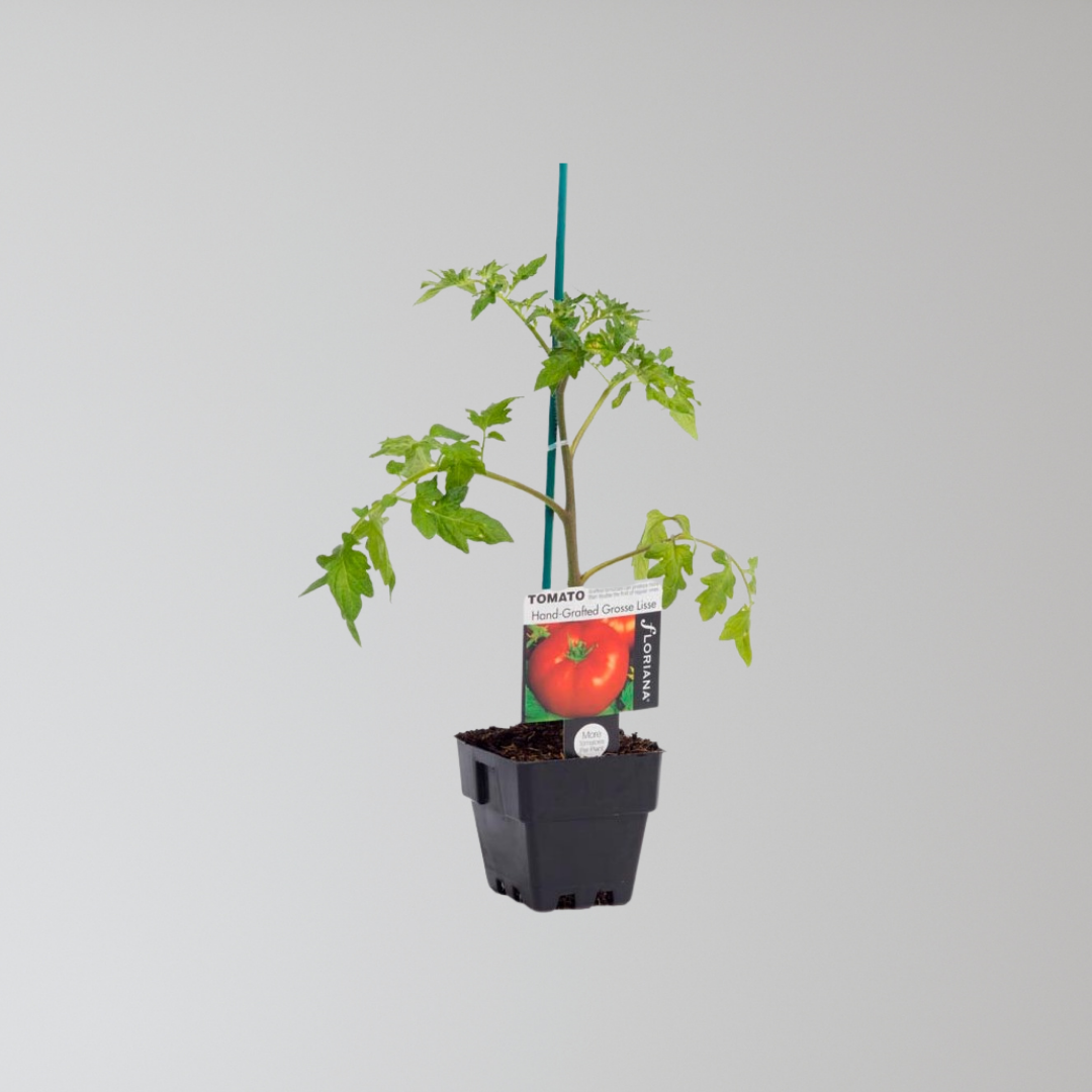 Grosse Lisses Tomato Seedling – doncaster-florist
